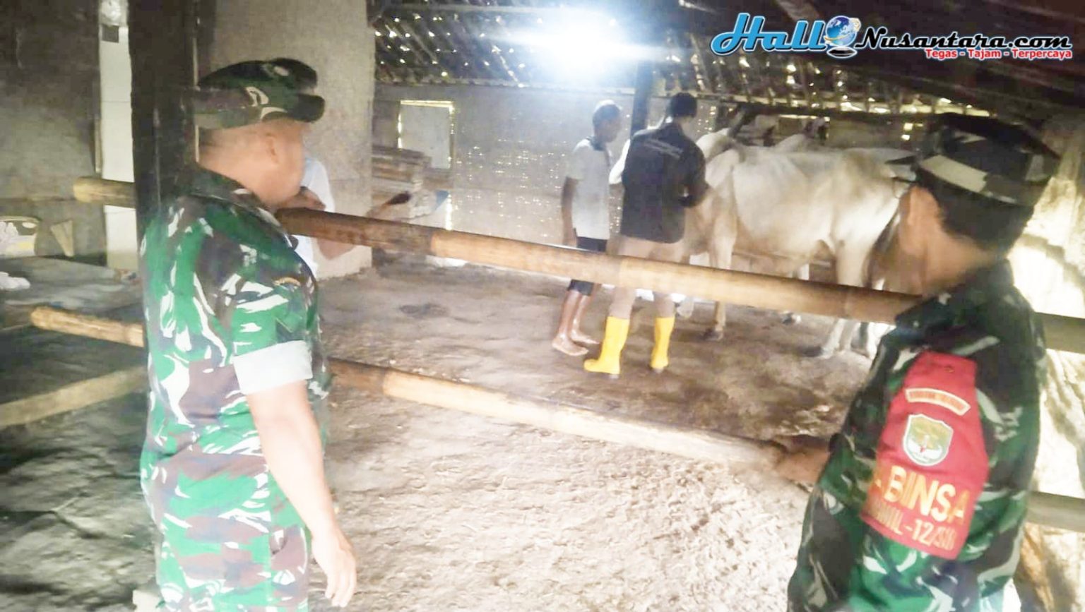 Mudahkan Identifikasi Ternak, Petugas Kesehatan Pasang Eartag Pada ...